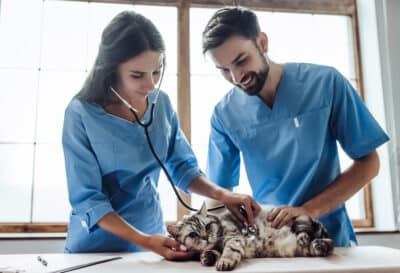 Which Veterinary Assistant Certification is Best? AVA vs RVT vs CVA